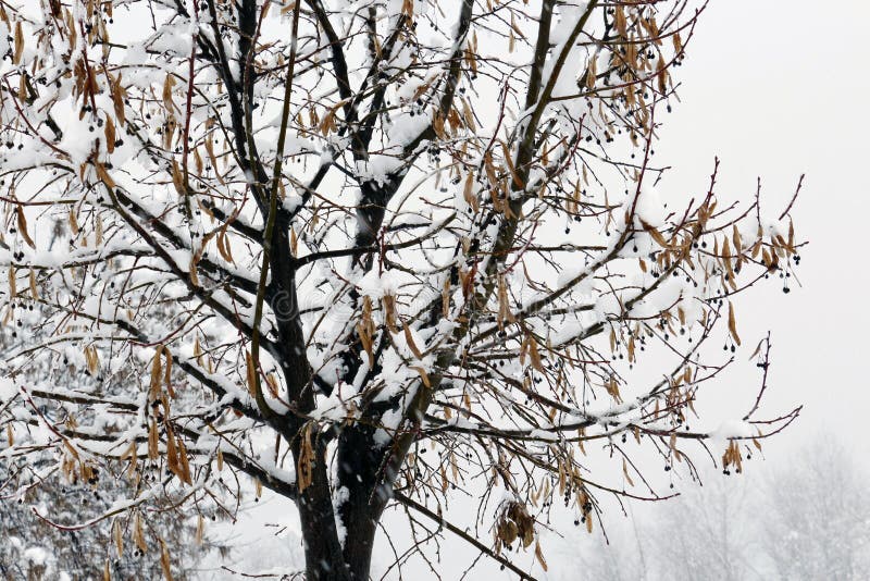 Winter Cold Tree with Snow Winter Time Stock Image - Image of nature ...
