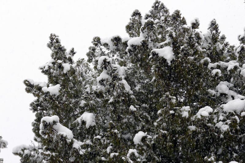 Winter Cold Tree with Snow Winter Time Stock Photo - Image of garden ...
