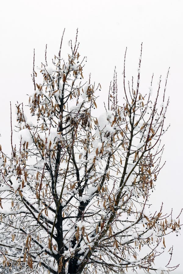 Winter Cold Tree with Snow Winter Time Stock Image - Image of snow ...