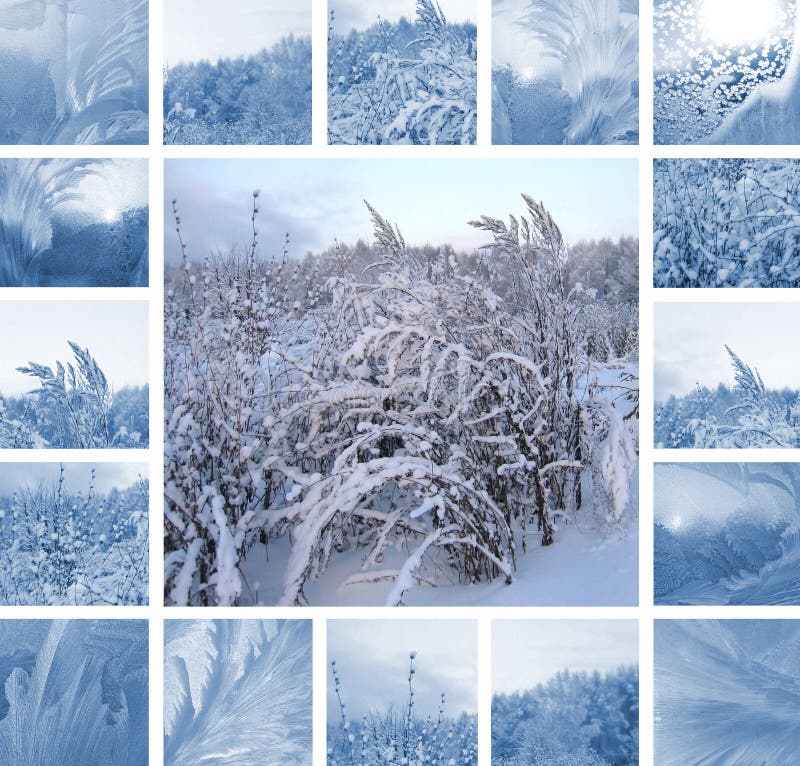Winter Collage with Plants and Ice Patterns Stock Photo - Image of ...