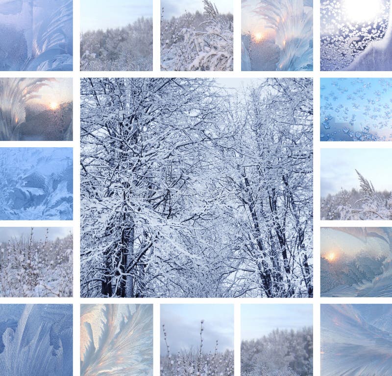 Winter Collage with Trees, Plants and Ice Patterns Stock Photo - Image ...