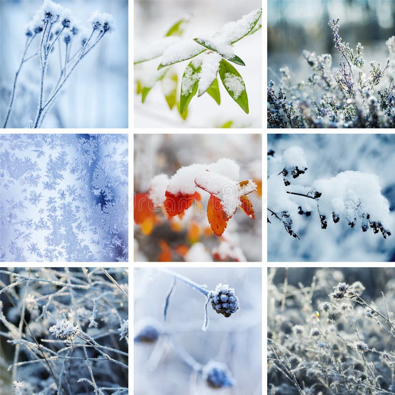 Winter collection stock image. Image of detail, blossom - 60325421