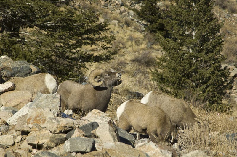 Winter Colorado Big Horn Sheep Stock Image - Image of mate, goat: 12084017