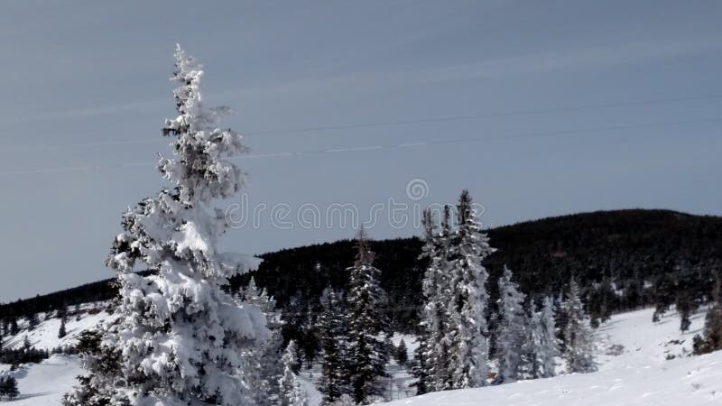 Winter Colorado stock image. Image of frost, tree, conifer - 65444865