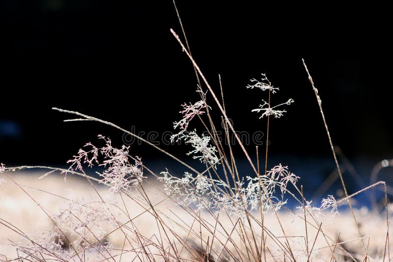 Winter is coming stock photo. Image of frost, grass, plant - 1749780