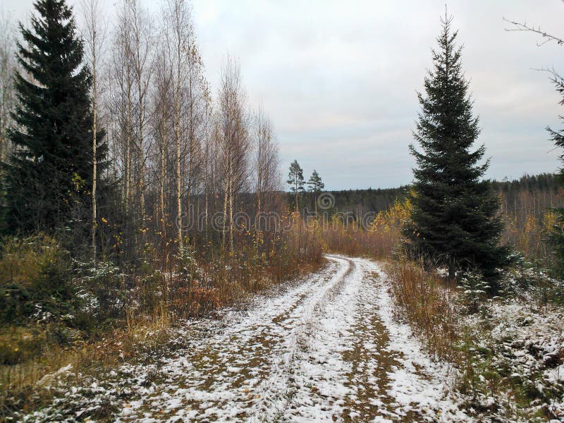 Winter is coming stock photo. Image of forest, winter - 44625908