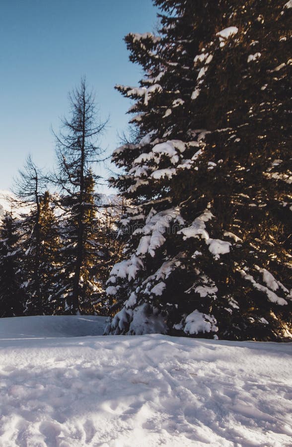 Winter is coming stock photo. Image of deer, black, lover - 125241908