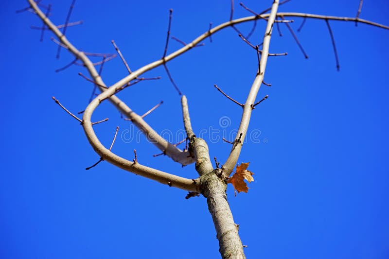 Winter is Coming Last Days of Fall Concept Stock Photo - Image of ...