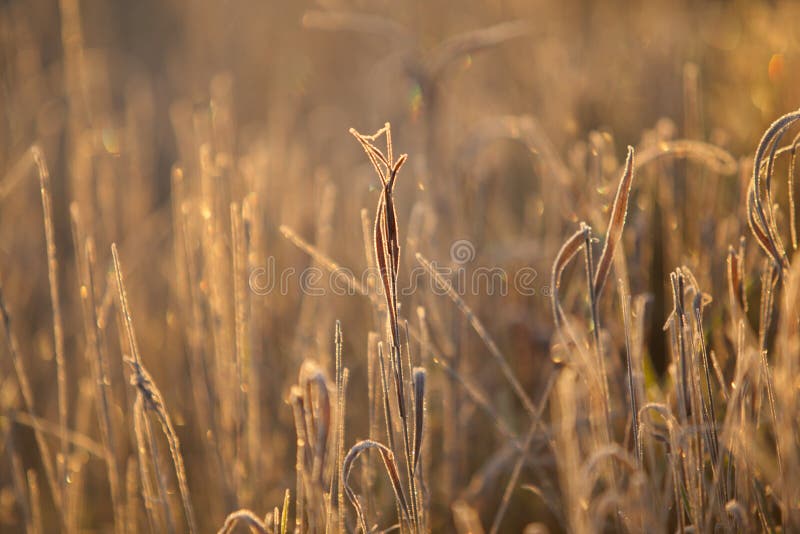 Winter is coming soon stock photo. Image of field, soon - 99015986