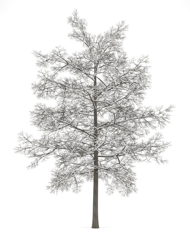 Lime Common Tree White Background Stock Illustrations – 91 Lime Common ...