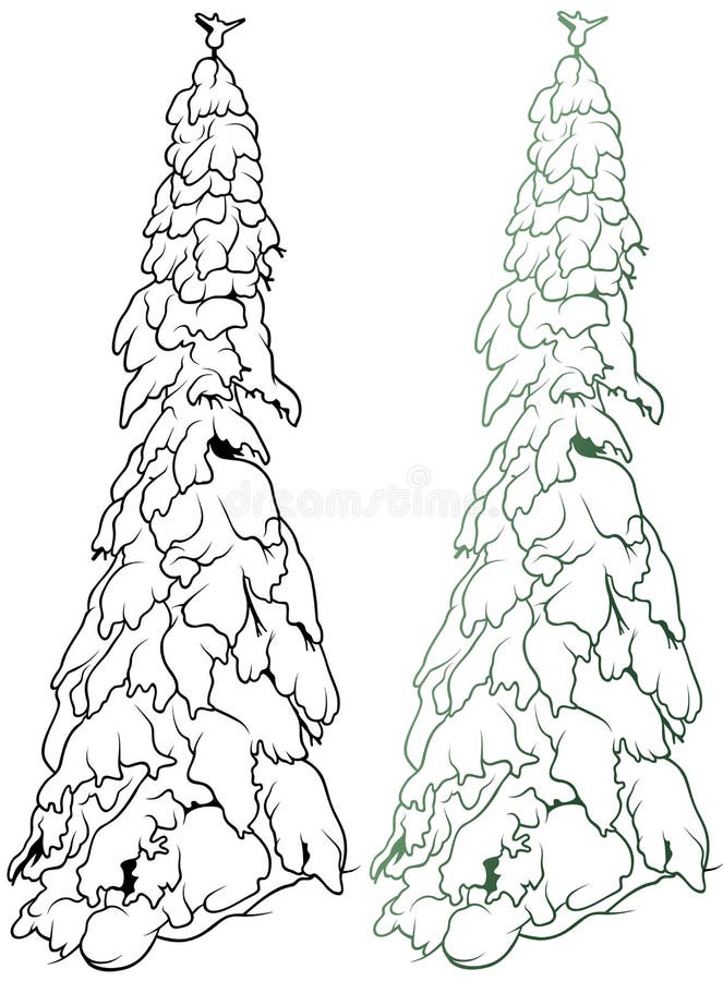 Winter Conifer stock vector. Illustration of branch, design - 37993948