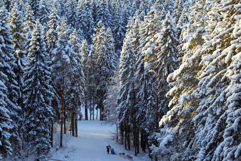 Winter Coniferous Forest Background Stock Image - Image of frost ...