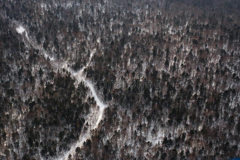 View from Above. Winter Coniferous Forest, Captured from a Helicopter ...