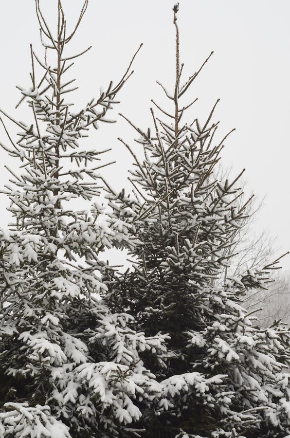 Coniferous Trees with Mosses and Lichens on Background of Northern ... Coniferous Trees with Mosses and Lichens on Background of Northern ...