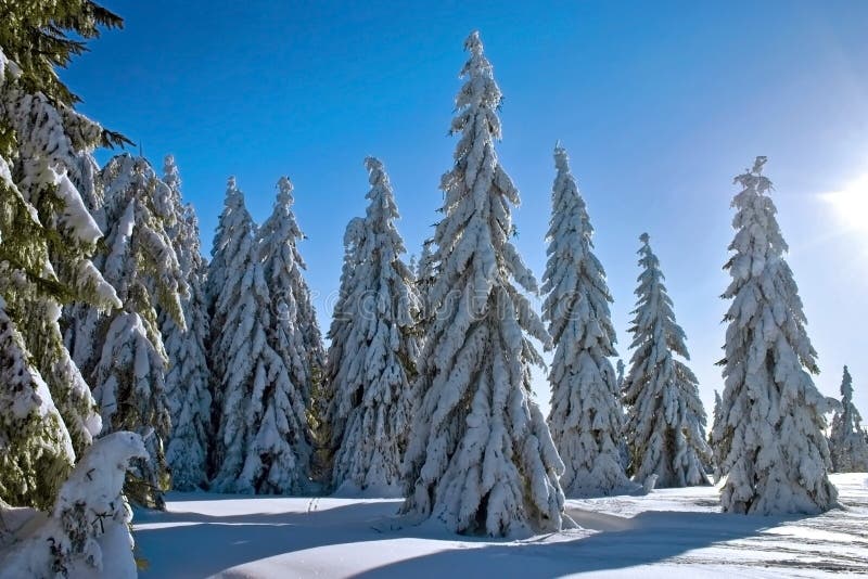 White conifers stock photo. Image of snow, winter, tree - 17853056