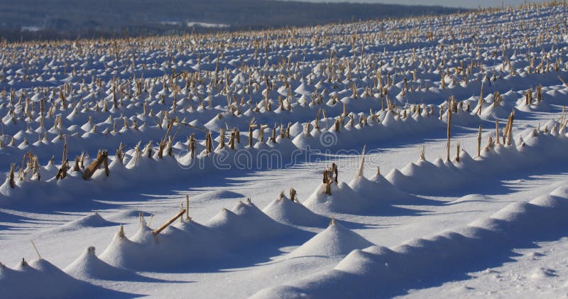 Winter Corn Field stock image. Image of agriculture, shadows - 12150799