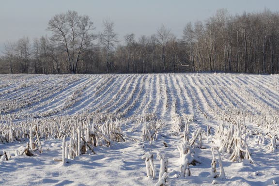 Winter Corn Field after Harvest Stock Photo - Image of snow, harvested ...