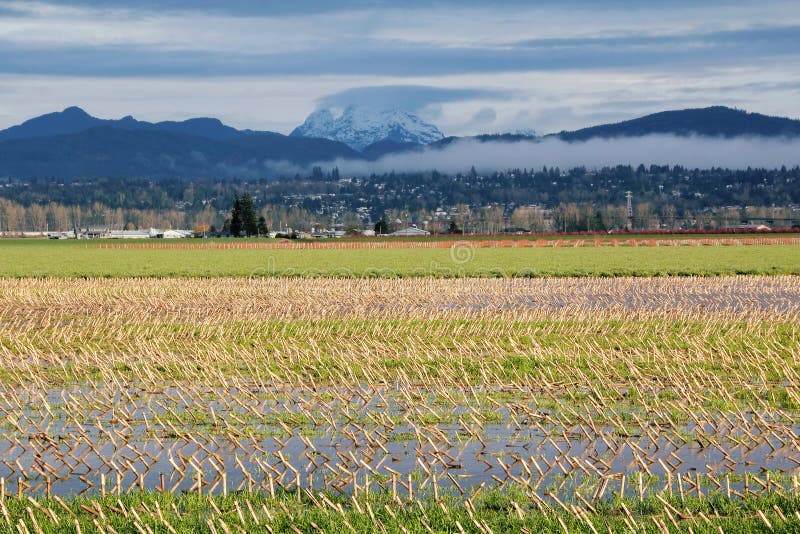 Dormant Cornfield stock photo. Image of vegetable, harvested - 22323572