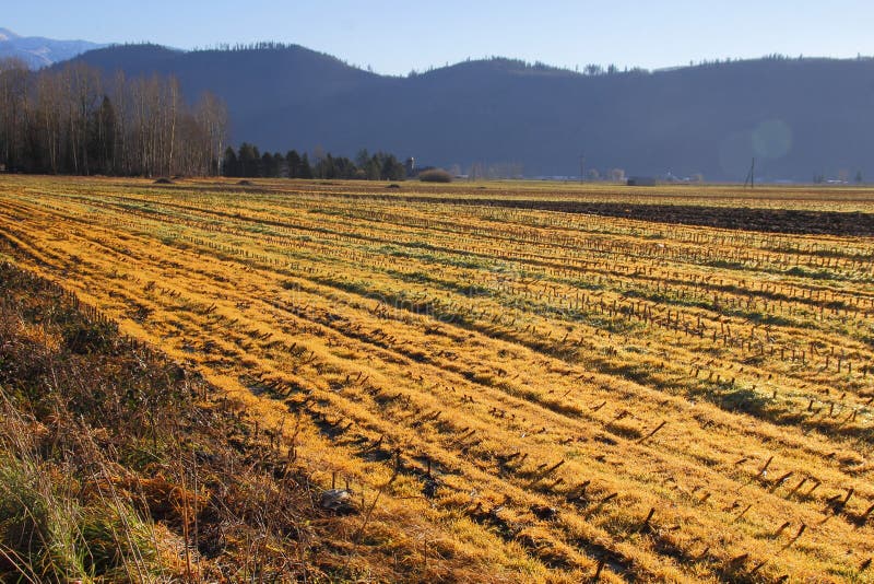 Dormant Cornfield stock photo. Image of vegetable, harvested - 22323572