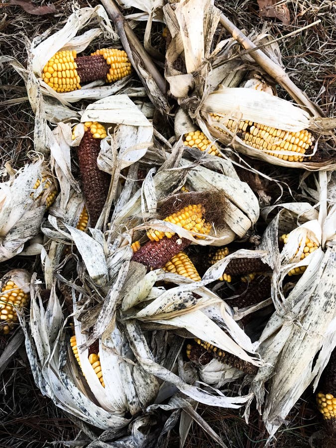 Rotten corn stock image. Image of poor, yellow, grain - 30545347
