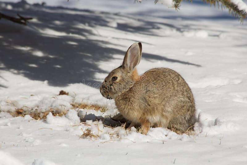 American cottontail rabbit stock image. Image of fluffy - 2551177