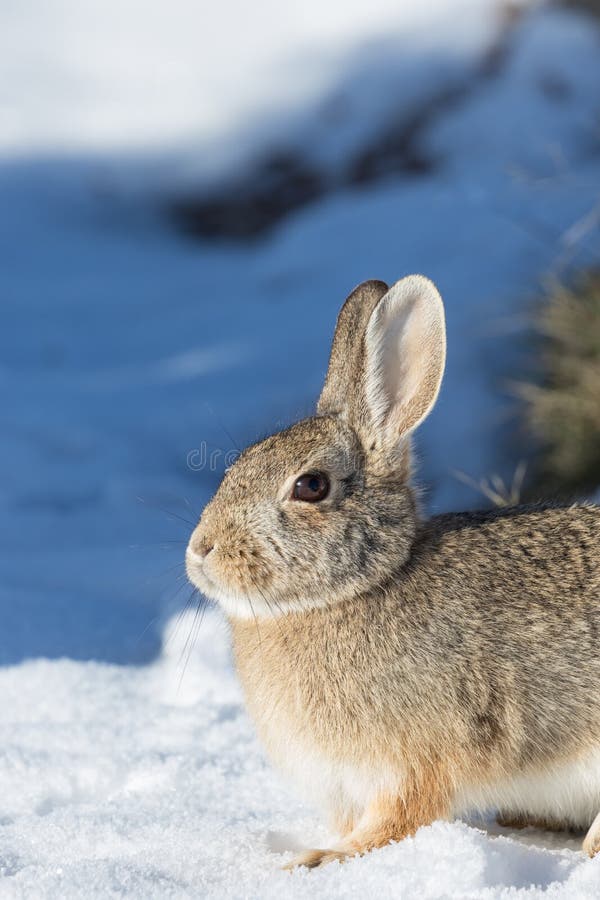 330 Cottontail Rabbit Snow Stock Photos - Free & Royalty-Free Stock ...