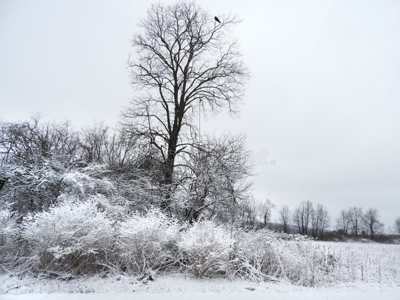 Winter Snow Country Field Landscape Tree and Shrubs Stock Photo - Image ...