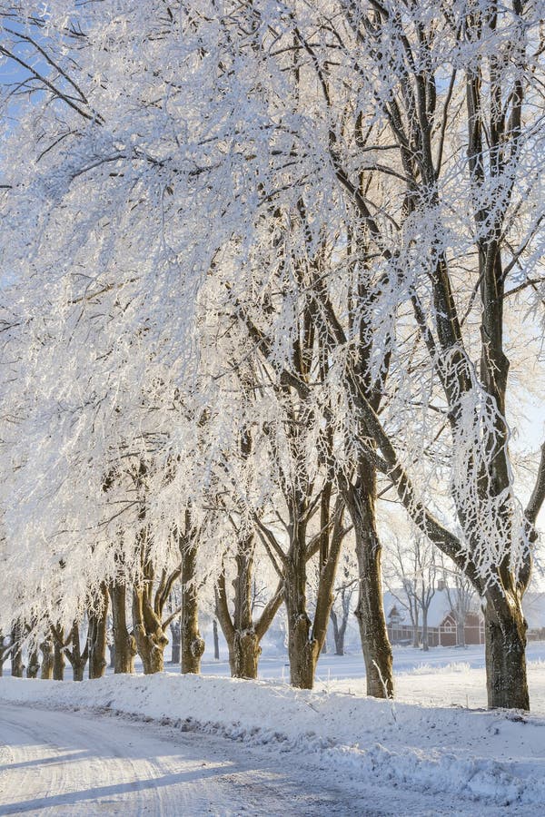 Country Treeline stock image. Image of rural, natural, flower - 778283