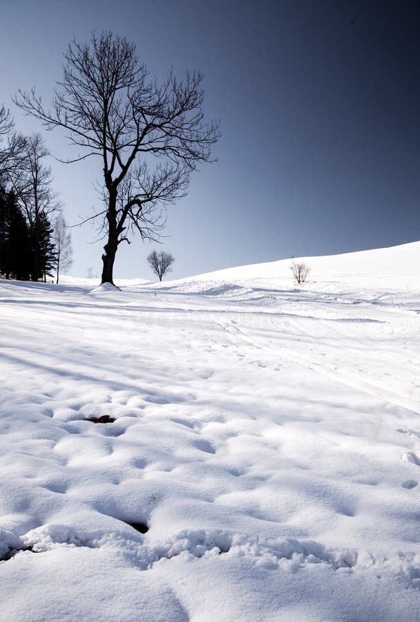 Winter country stock image. Image of tree, land, hill - 50549237