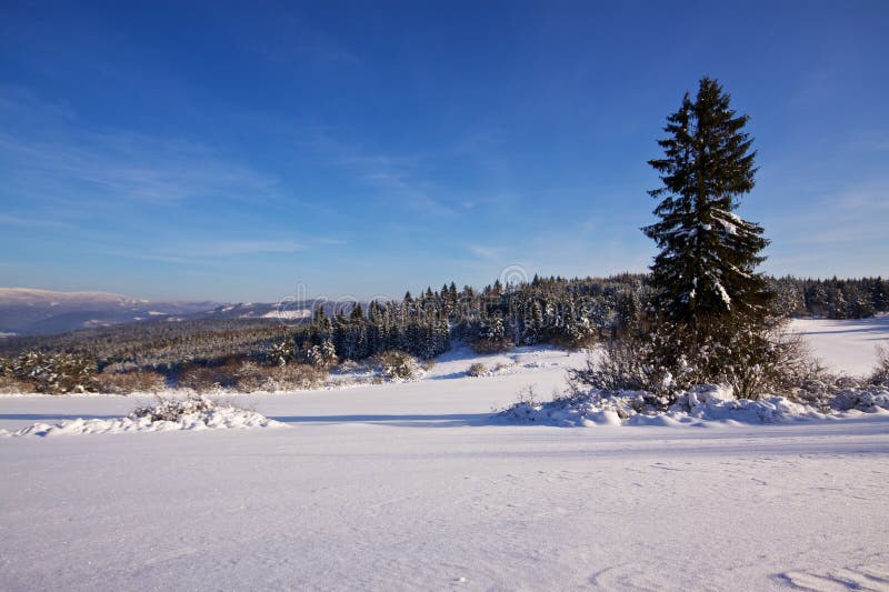 Winter countryside stock image. Image of panorama, pine - 23078047