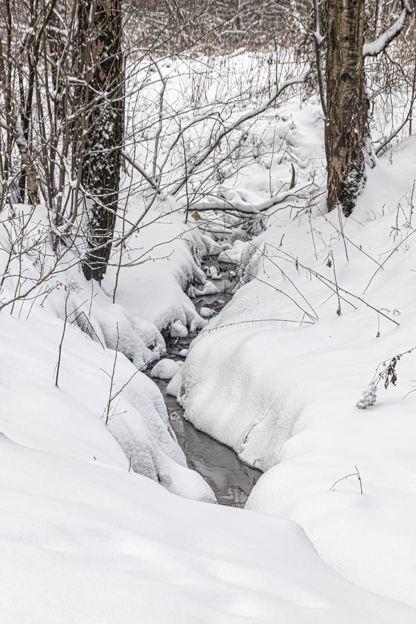 Winter Creek Flows among Snowdrifts in the Winter Forest Stock Image ...