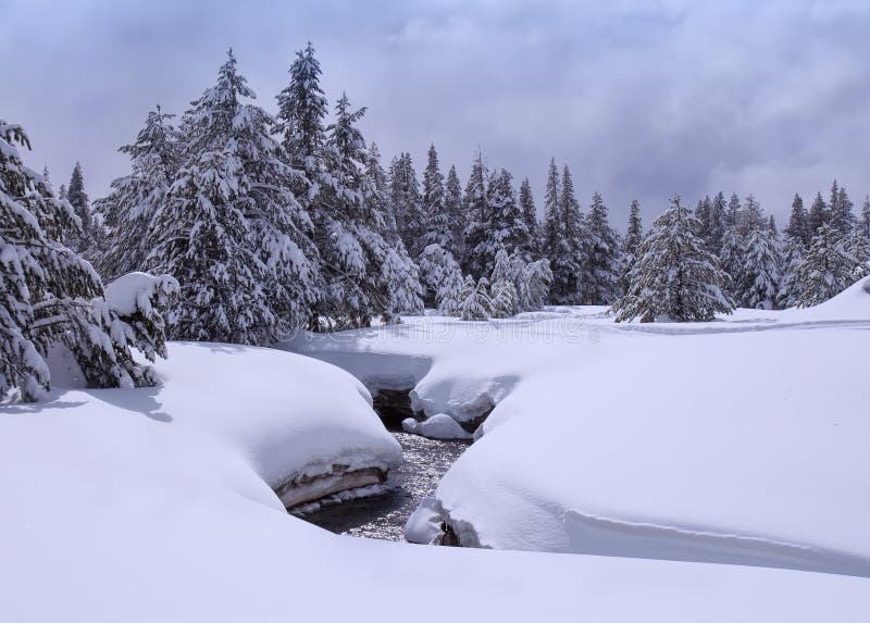 Winter Creek in Snowy Forest Stock Image - Image of nature, snow: 103899155