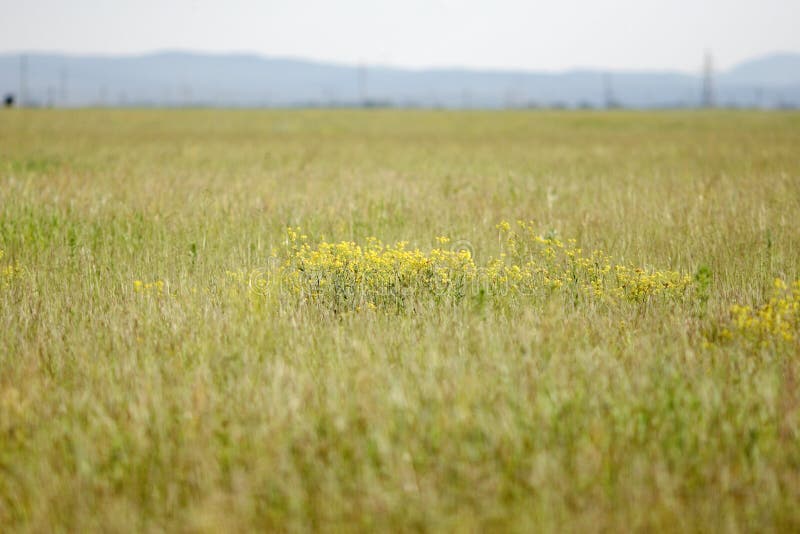 Winter-cress. stock image. Image of flowers, vista, hill - 11823079
