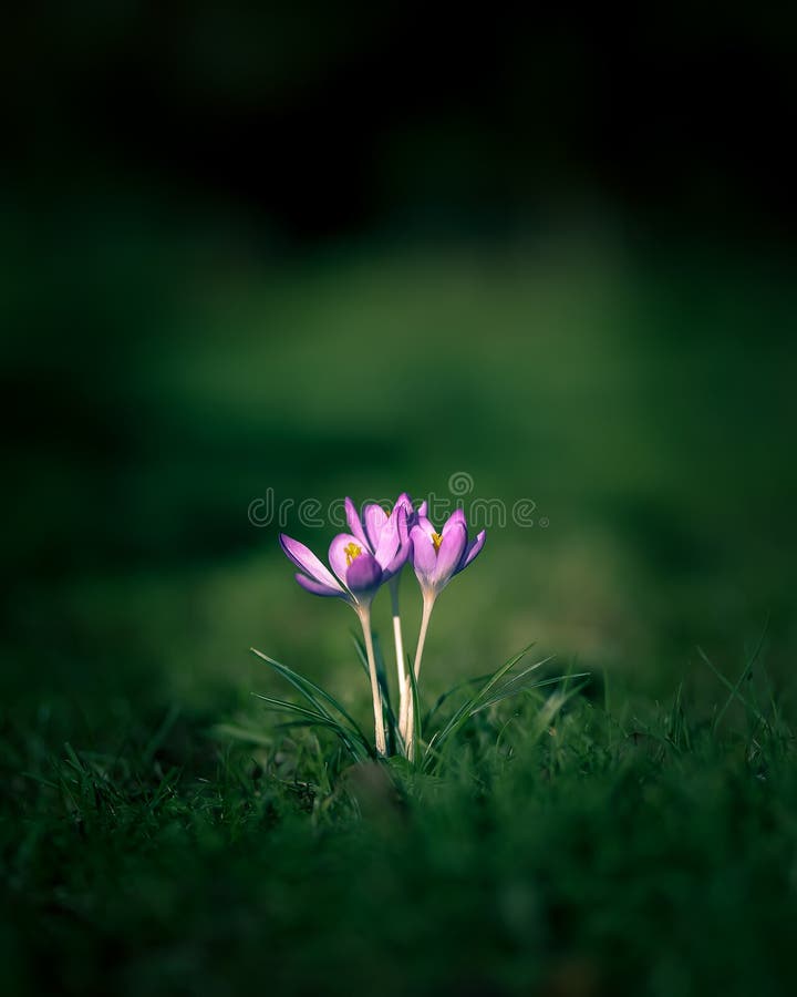 Winter Crocus Isolated in a Dark Corner. Stock Photo - Image of purple ...