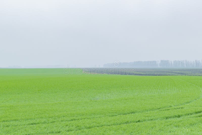 Winter Crop Grows in the Field Stock Image - Image of cold, blades ...