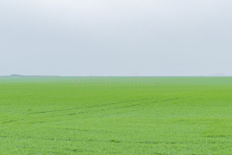 Winter Crop Grows in the Field Stock Photo - Image of agriculture ...