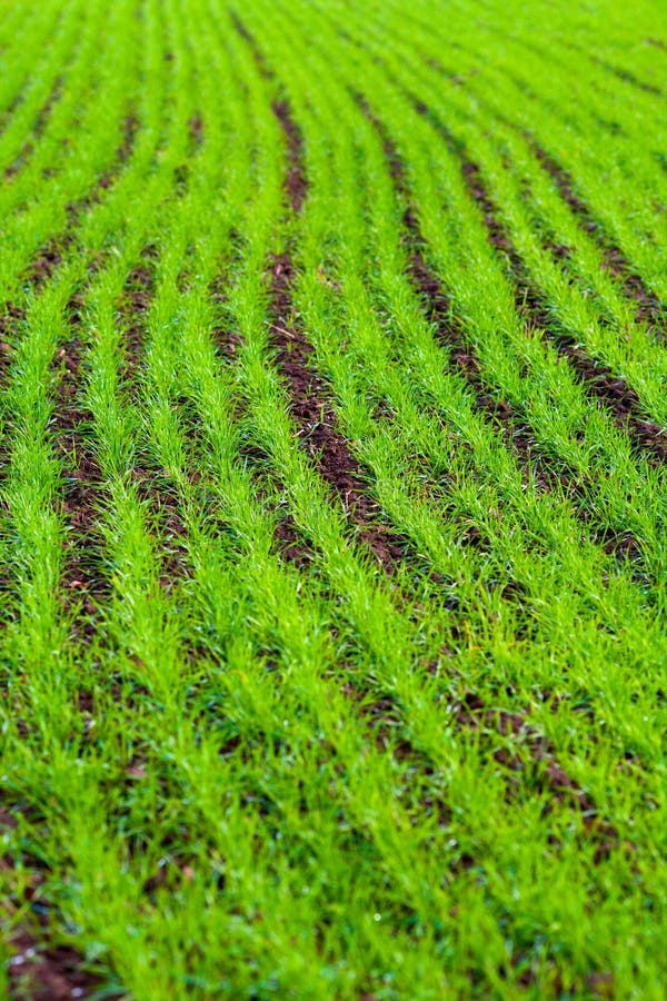 Winter Crop Planted in the Field Stock Photo - Image of horizon ...