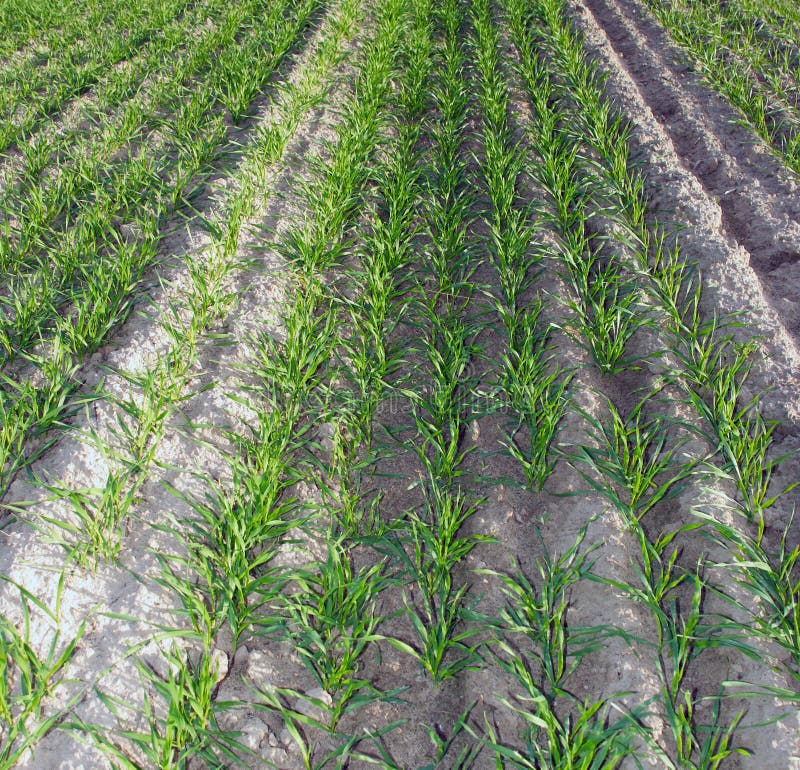 Winter crops stock image. Image of conservation, meadow - 12594313