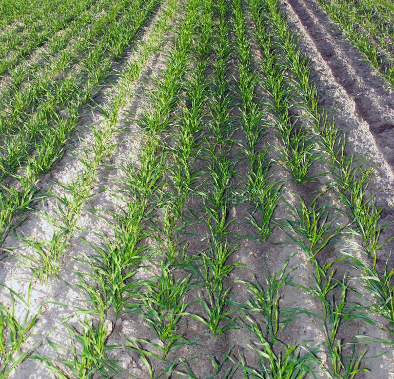 Winter crops stock image. Image of conservation, meadow - 12594313