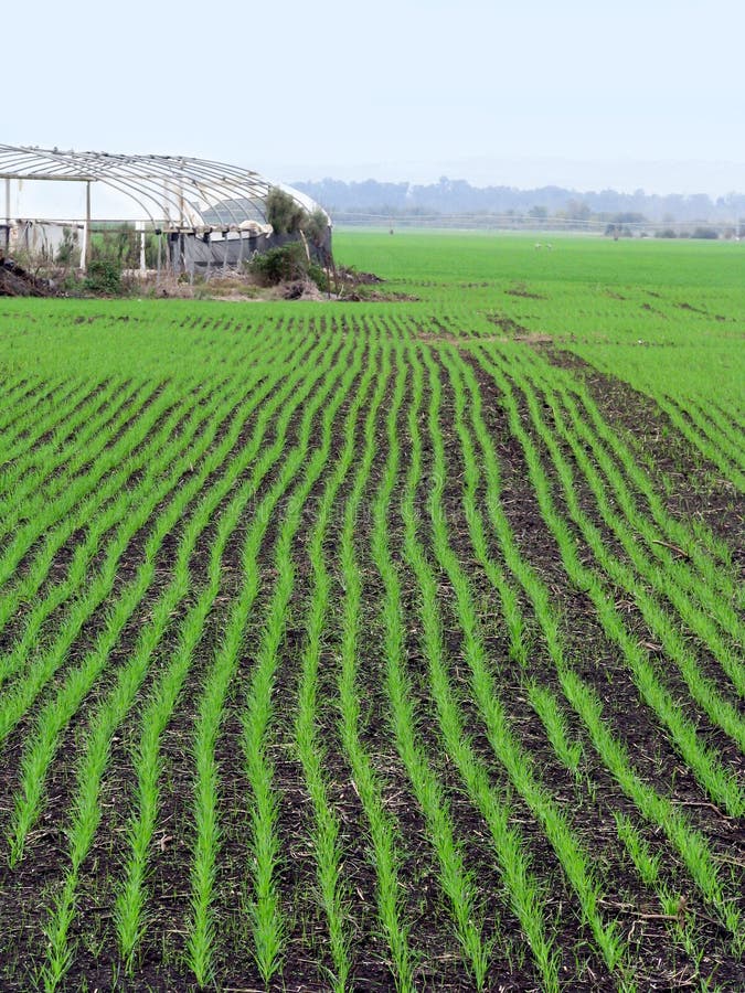 Winter crops stock image. Image of spring, seed, harvest - 3842905