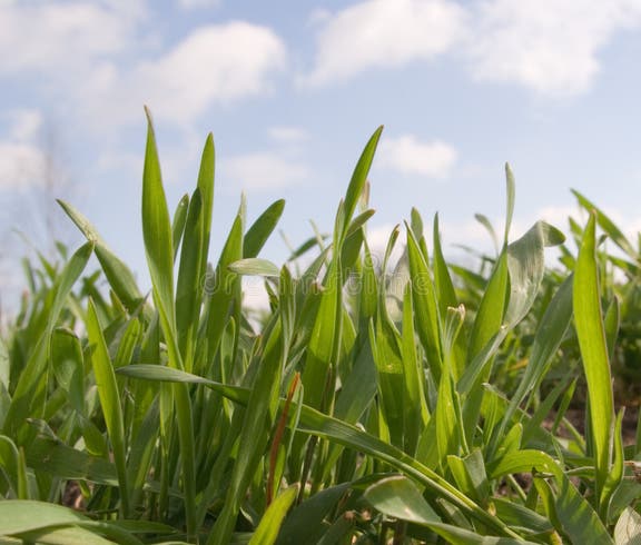 Winter crops stock image. Image of nature, flora, agriculture - 4656157