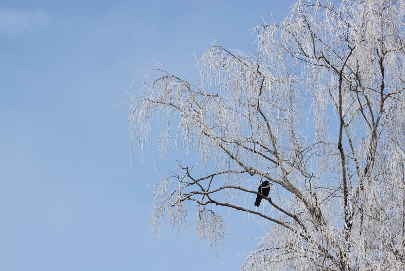 155 Crow Snow Covered Tree Stock Photos - Free & Royalty-Free Stock ...