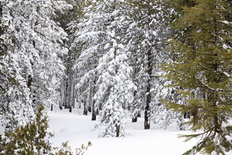 Winter in Cyprus stock photo. Image of olympus, forest - 163107852