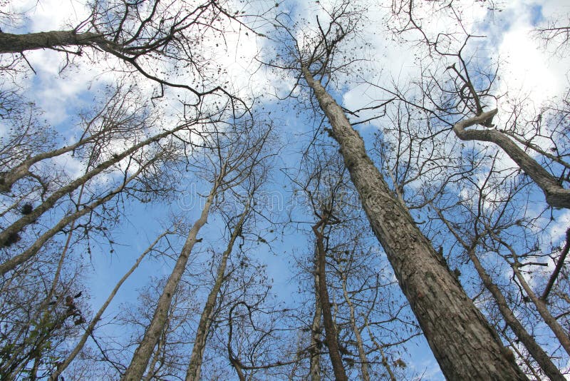 Winter Cyprus Trees stock photo. Image of season, silhouette - 28976784