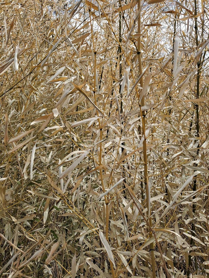 Winter Damage To Thin Bamboo Branches, Yellowed Leaves Stock Image ...