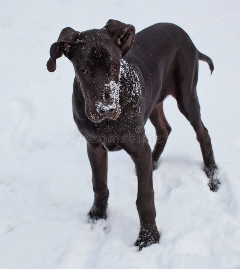 Winter dane stock image. Image of whiskers, snow, ears - 40073531