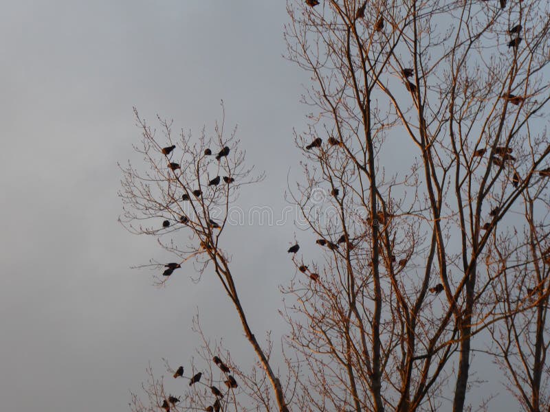 Birds in Tree with Grey Winter Sky Stock Photo - Image of dark, tree ...