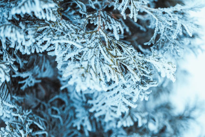 Winter Dark Green Larch Branches in the Snow Close Up Stock Image ...