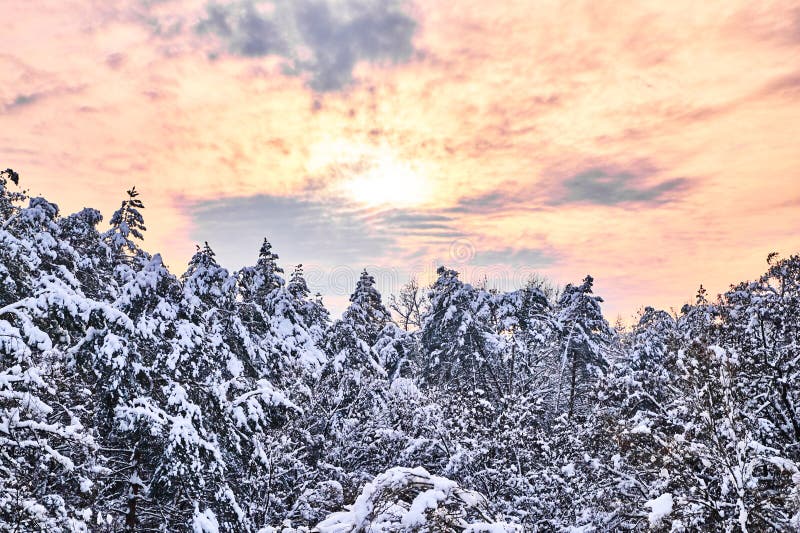 Winter Dawn Landscape with Trees Cowered with Snow Stock Image - Image ...