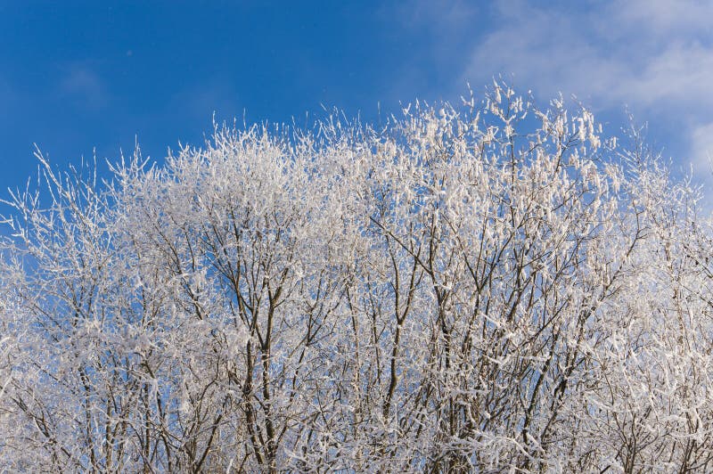 Winter day stock photo. Image of crystal, bare, cold - 28151528